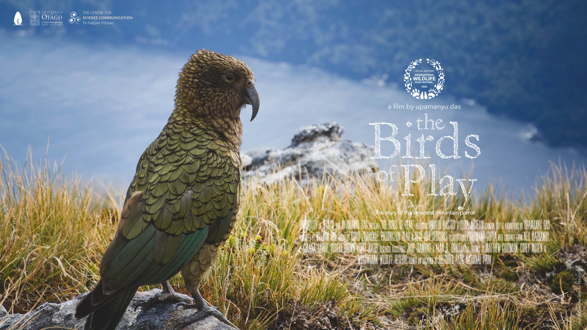 the_birds_of_play-poster_landscape-2 • International Wildlife Film Festival